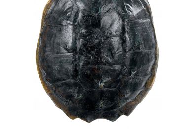 Turtle Shell Accessory by Regina Andrew at Gardner-White