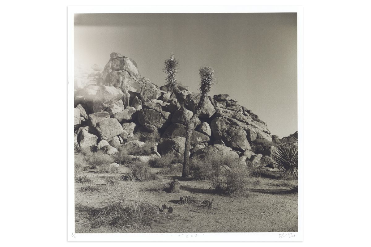 Lookout: Tree by Danya Ensing at GW Home